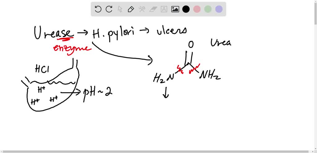 Urease helps in the production of uloers by H. pylori by a. increasing ...