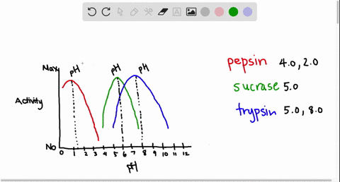 The following graph shows the activity versus pH curves for pepsin ...