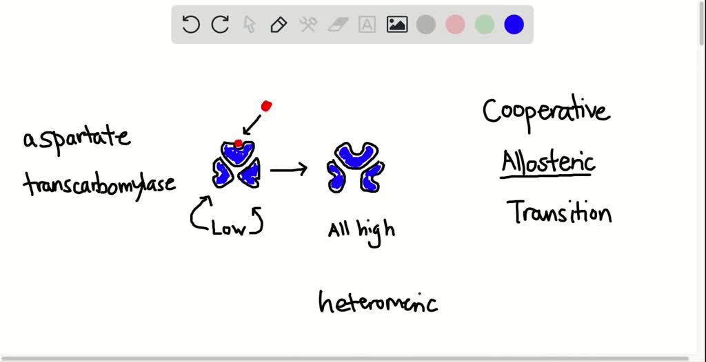 SOLVED:Enzymes such as aspartate transcarbamoylase that undergo cooperative allosteric ...