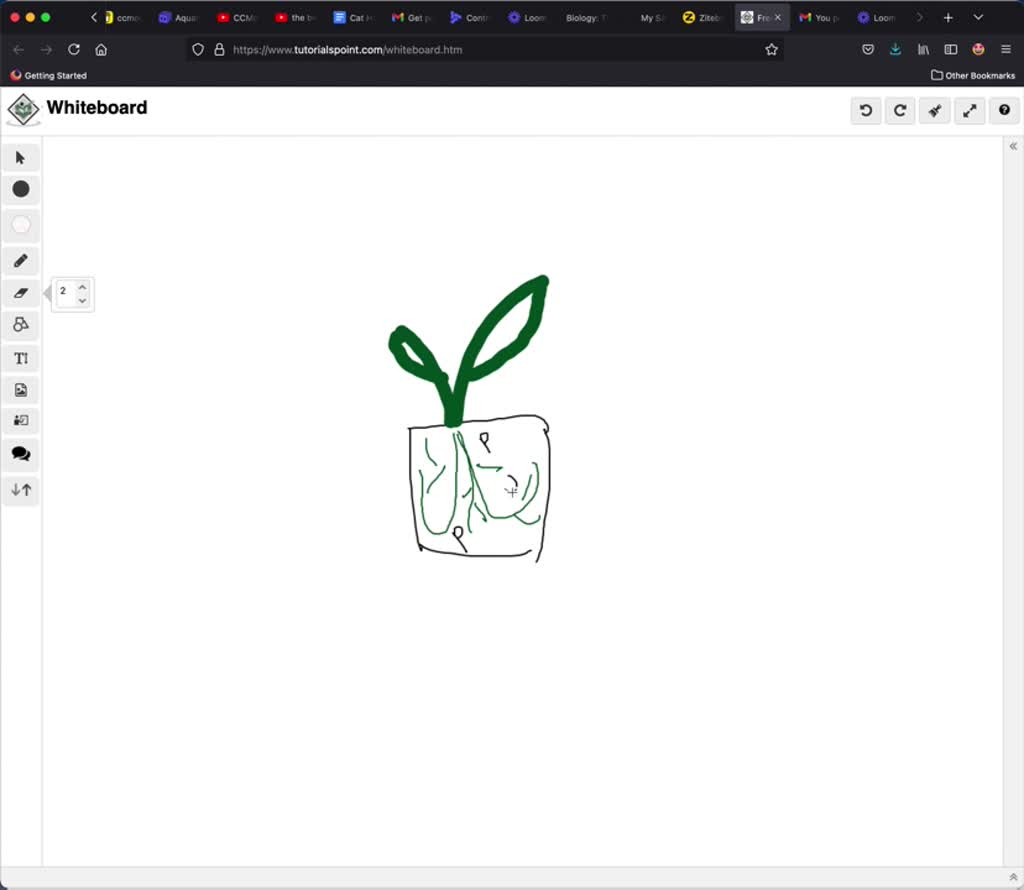 SOLVED:If left in the same pot for multiple years, a houseplant may ...