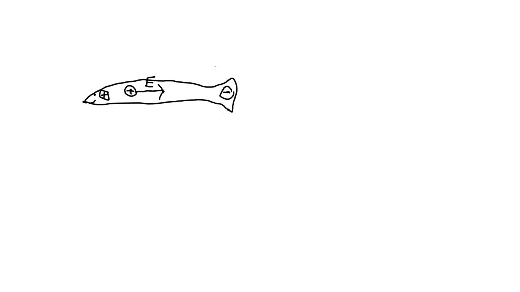 SOLVED:The electric catfish (Malapterurus electricus) shown in Figure ...