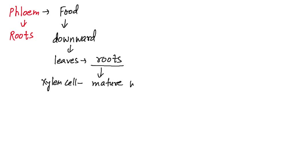 ⏩SOLVED:How do root hairs help roots obtain water? | Numerade