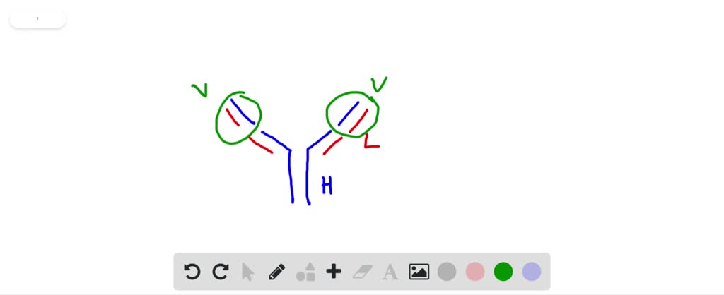 SOLVED:Fill-in-the-Blanks: Most vertebrates, including humans and mice ...