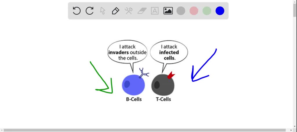 A primary difference between how B cells recognize antigen and how T cells recognize antigen is ...