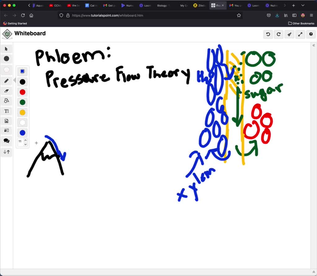 How Does The Form anatomy Of Phloem Tissue Relate To SolvedLib