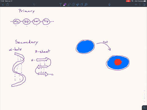 SOLVED:The three-dimensional structure of a protein is determined by ...