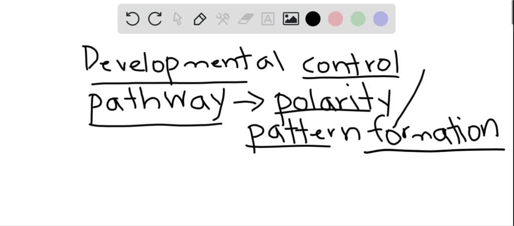 SOLVED:The developmental control pathway that results in polarity and ...