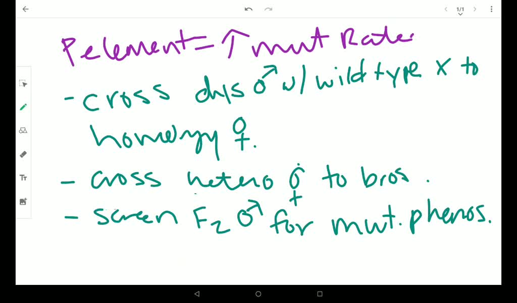 SOLVED:Dysgenic hybrids in Drosophila have elevated mutation rates as a ...