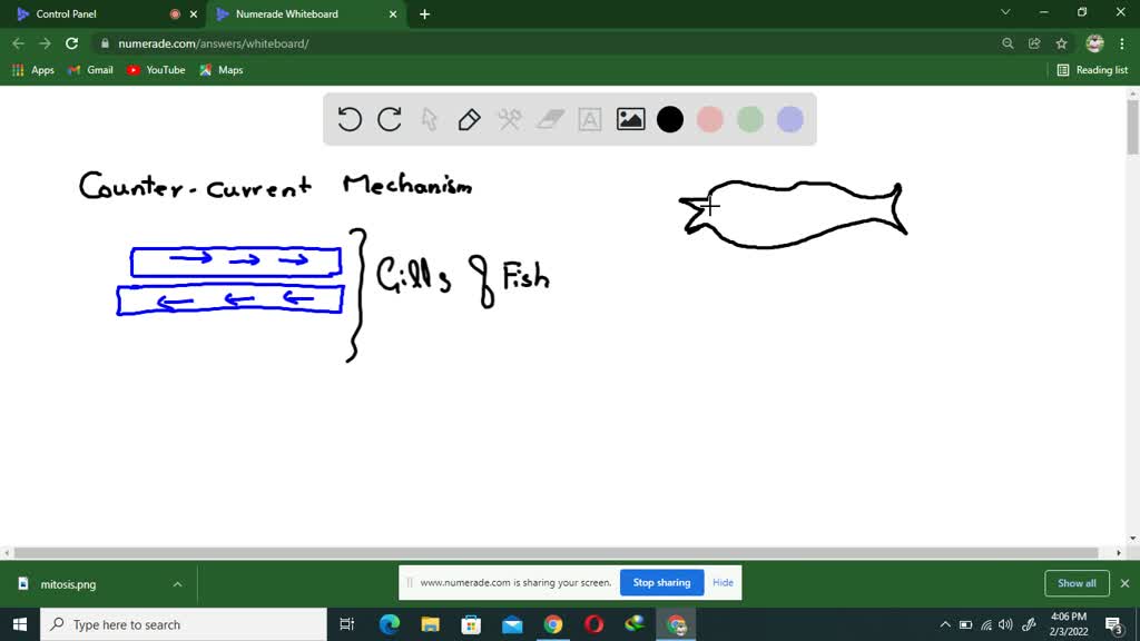 SOLVED:What is countercurrent flow, and how does it help make the fish ...