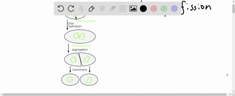 SOLVED:Prokaryotic cells can divide via: a) mitosis. b) binary fission. c) meiosis. d) both ...