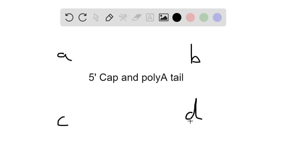 SOLVED:Compared with mRNAs that have a cap and tail, predict what will ...