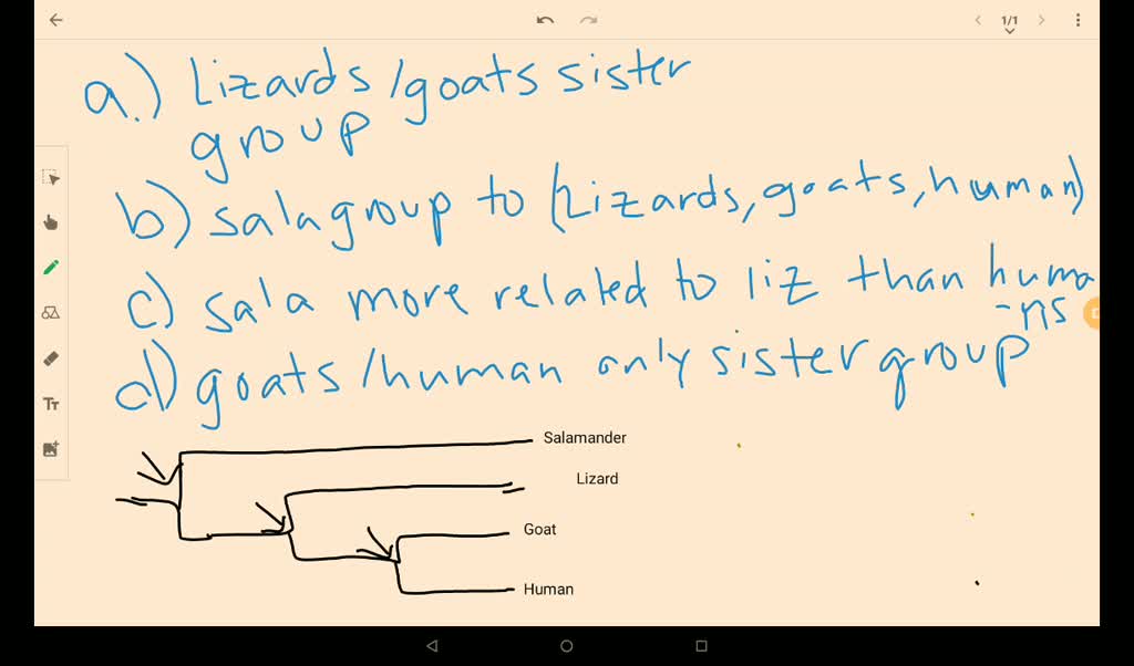 Based on the tree below, which statement is correct? (A) Lizards and ...
