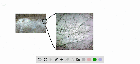 SOLVED:Hyphae are generally characterized by a. strong, impermeable ...