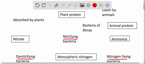 SOLVED:Place the following nitrogen cycle definitions/terms and ...