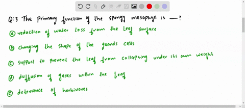 SOLVED:The primary function of the spongy mesophyll is (a) reduction of ...