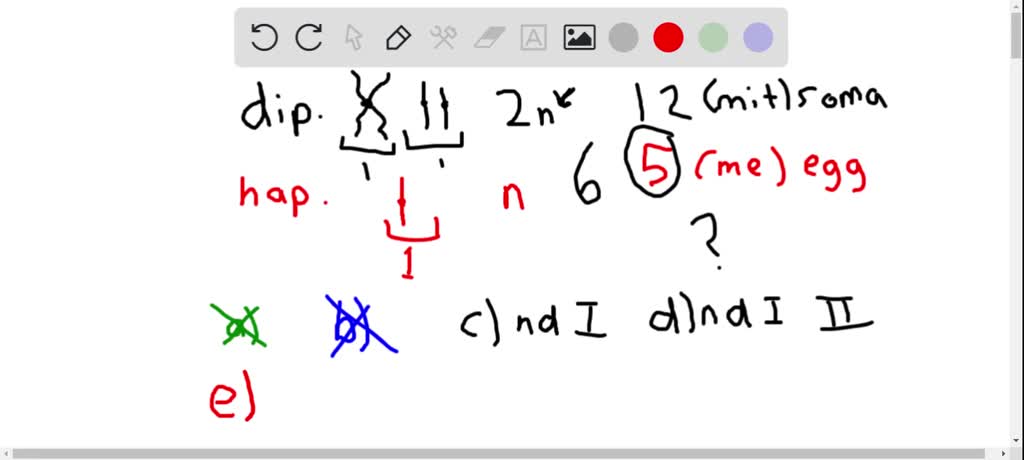 SOLVED:An animal has a diploid chromosome number of 12. An egg cell of ...