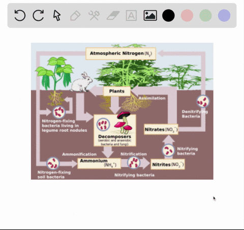 SOLVED:Nitrogen fixation converts: a. atmospheric molecular nitrogen to ...