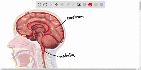 SOLVED:The acts as a relay for the cerebrum. a. medulla b. pons c ...