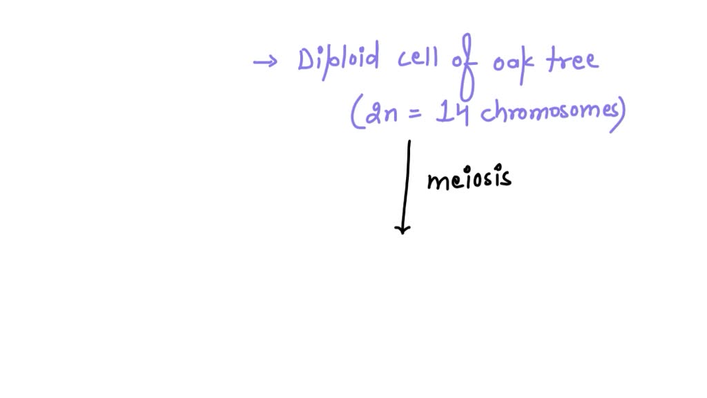 One oak tree cell with 14 chromosomes undergoes meiosis. How many cells ...