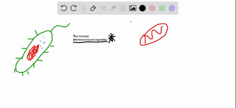 SOLVED:Which side in a cell does luminal and extra luminal compartments ...