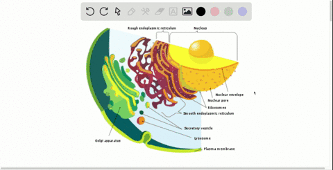 SOLVED:The rough ER has its name due to what associated structures? a ...