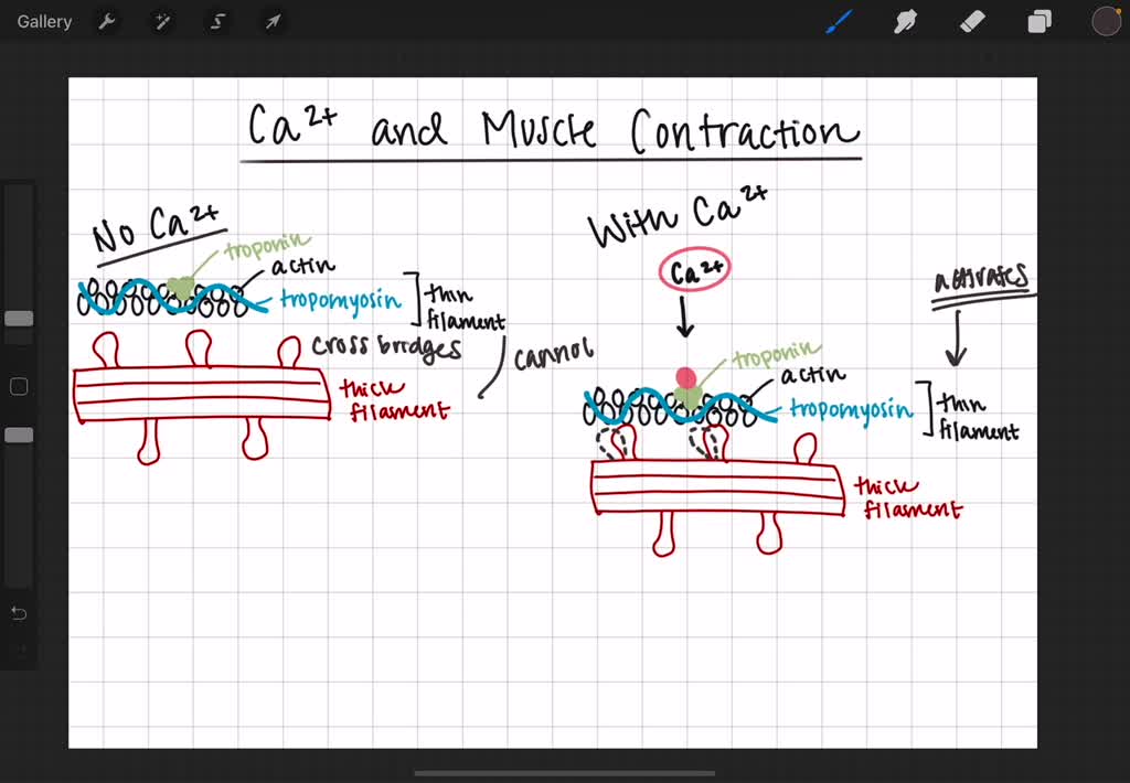 SOLVED:During contraction of skeletal muscle: A. ATP stimulates Ca ^{2 ...