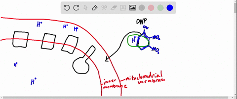Dinitrophenol (DNP) is a small molecule that renders membranes ...