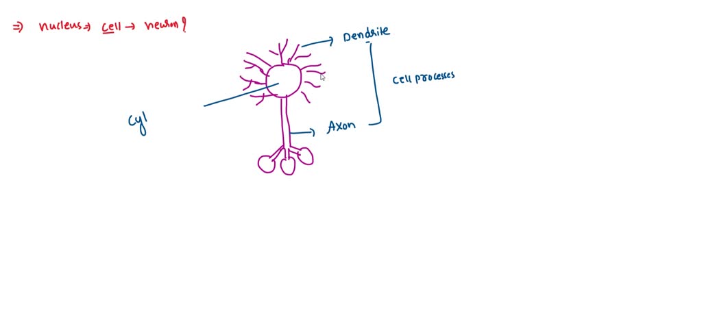 SOLVED:The trigger zone of a neuron consists of its and