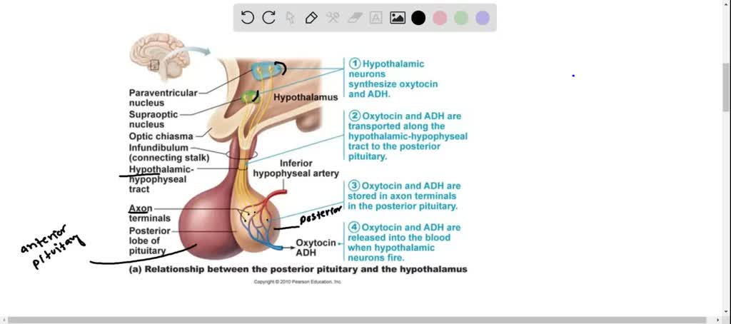 SOLVED:The hypophyseal portal system ensures that these regulatory ...