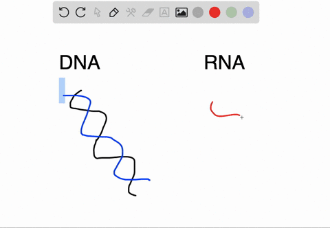 SOLVED:Describe the primary structures of RNA and DNA. How are the ...