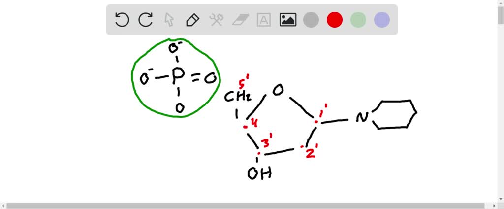 SOLVED:Nucleic acids are directional, meaning that there are two ...