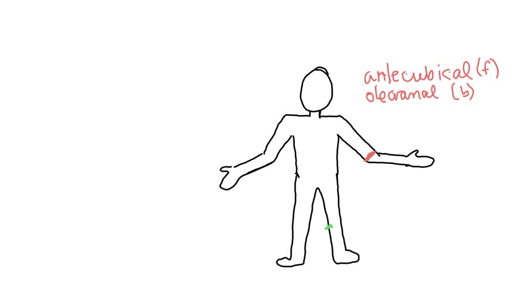 SOLVED:Give the anatomical names of the structures labeled on the ... SOLVED:Give the anatomical names of the structures labeled on the ...