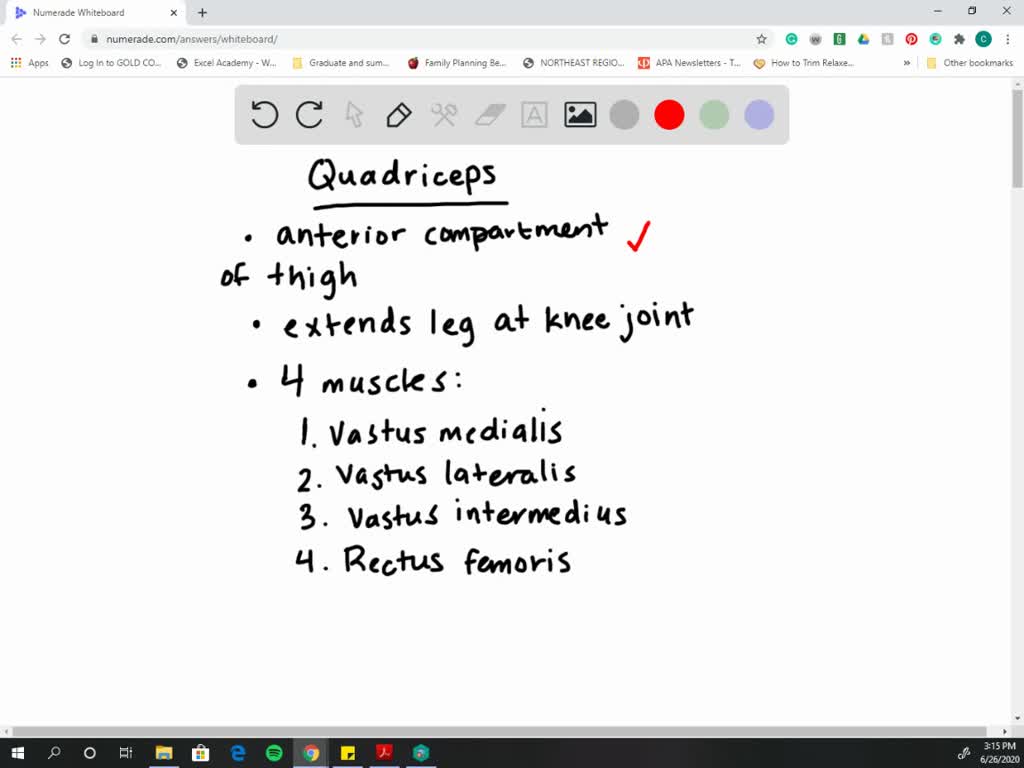SOLVED:Which muscles form the quadriceps? How do they function together?
