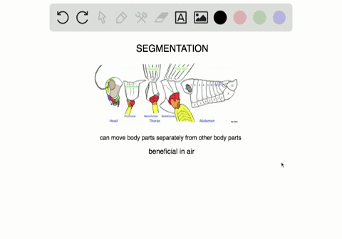⏩SOLVED:Segmentation either has arisen several times during animal ...
