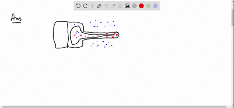 SOLVED:Why are root hairs usually turgid? Does the accumulation of ...
