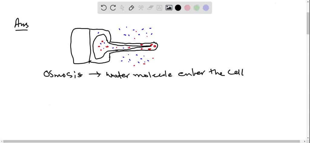 SOLVED:Why are root hairs usually turgid? Does the accumulation of ...