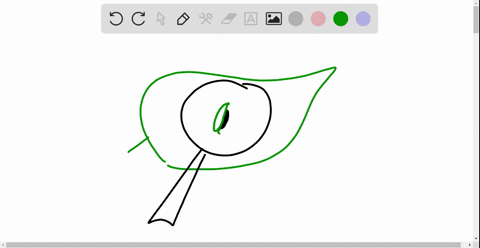 SOLVED:The function of guard cells is to a. allow carbon dioxide uptake ...