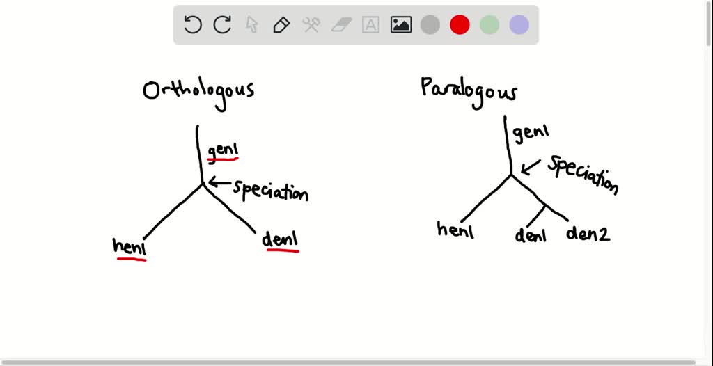 The human hemoglobin genes, which are arranged in two clusters on two ...