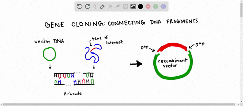 SOLVED:Restriction enzymes used in most cloning experiments a. cut DNA ...