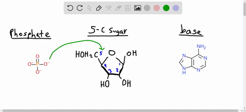 SOLVED:Draw the structure of adenosine 5^' -monophosphate, one of the ...