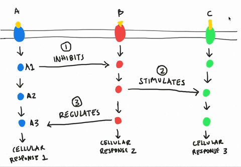 SOLVED:What is the significance of the observation that many signal ...