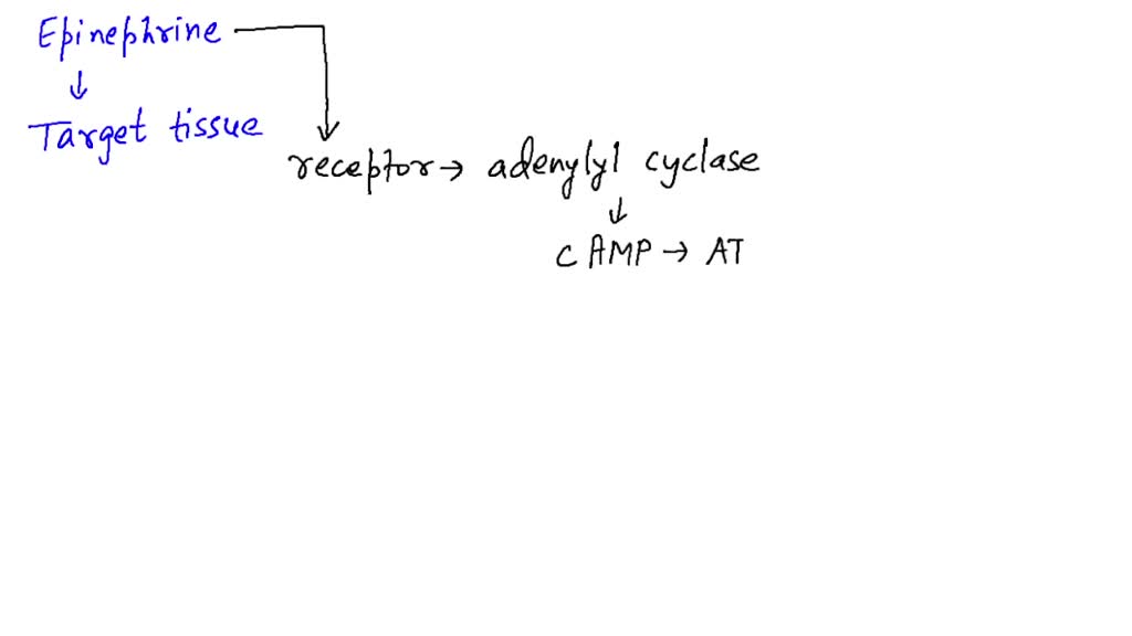 SOLVED:How does epinephrine reach its target tissues? SOLVED:How does epinephrine reach its target tissues?