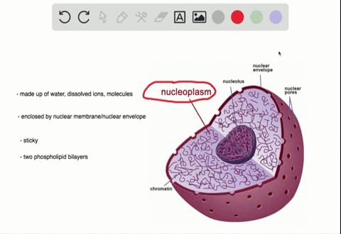 SOLVED:Which side in a cell does luminal and extra luminal compartments ...