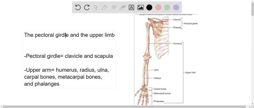SOLVED Name The Bones Of The Upper Limb And Describe Their Locations 