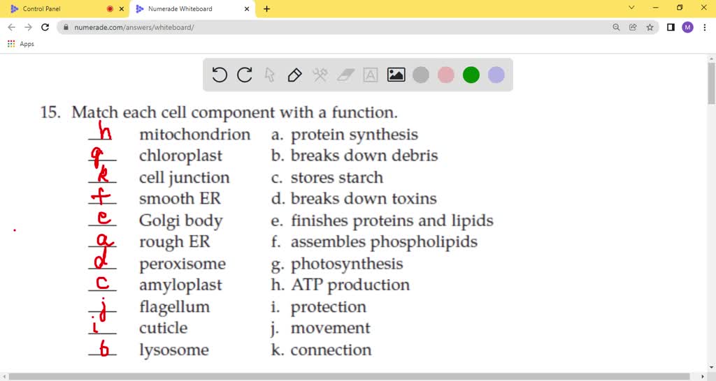SOLVED:Match the following structures with their definitions: (pp. 55 ...