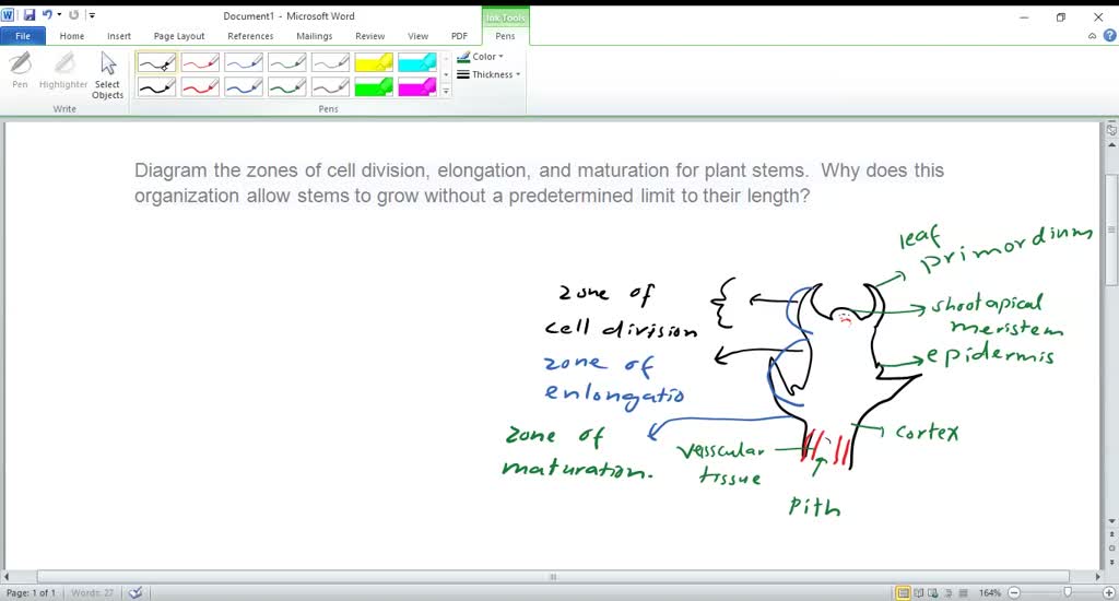 Diagram the zones of cell division, elongation, and maturation for ...