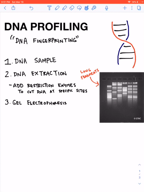 Solved Name Four Methods Of Detecting Dna