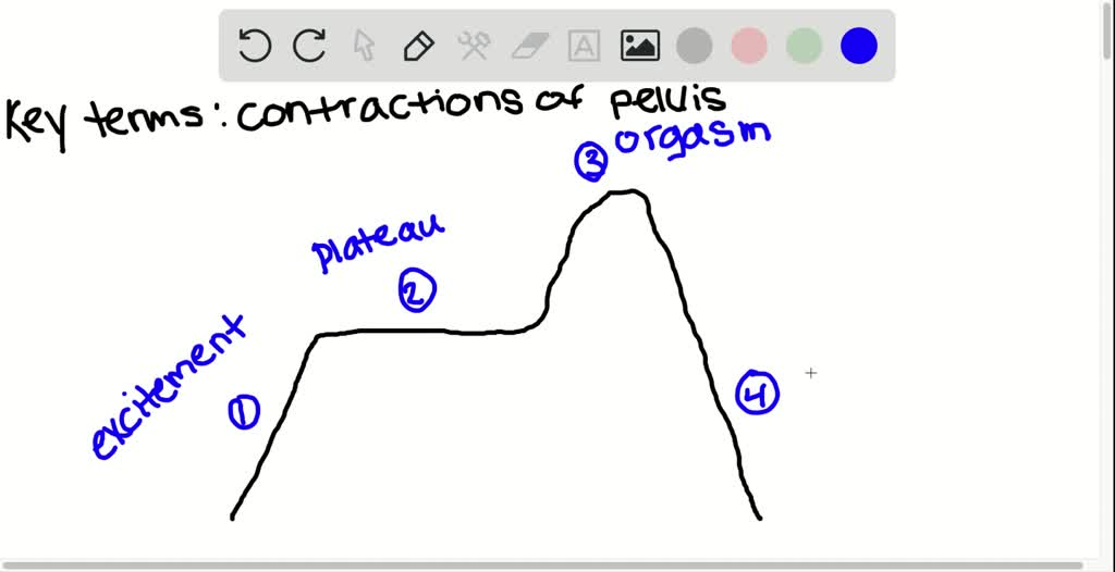 SOLVED:According to Masters and Johnson, the stages of the sexual response cycle are a. plateau ...