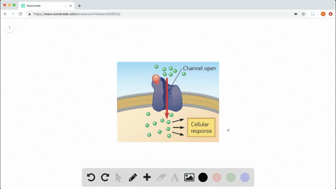 Chapter 11, Cell Communication Video Solutions, Campbell Biology | Numerade