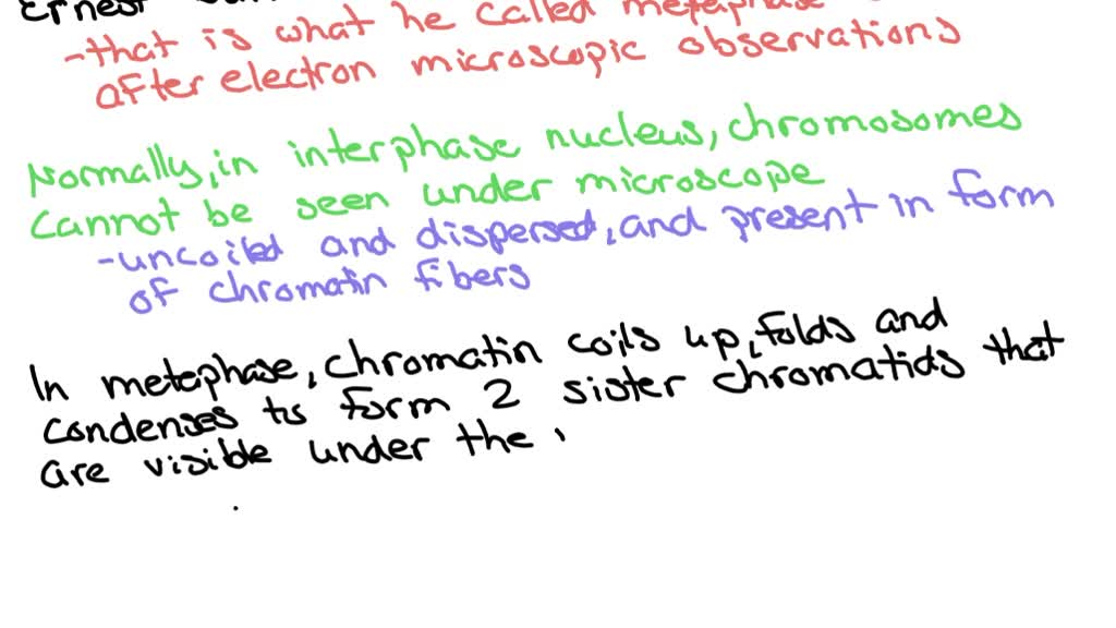 SOLVED:Describe the "folded-fiber" model of the mitotic chromosome.